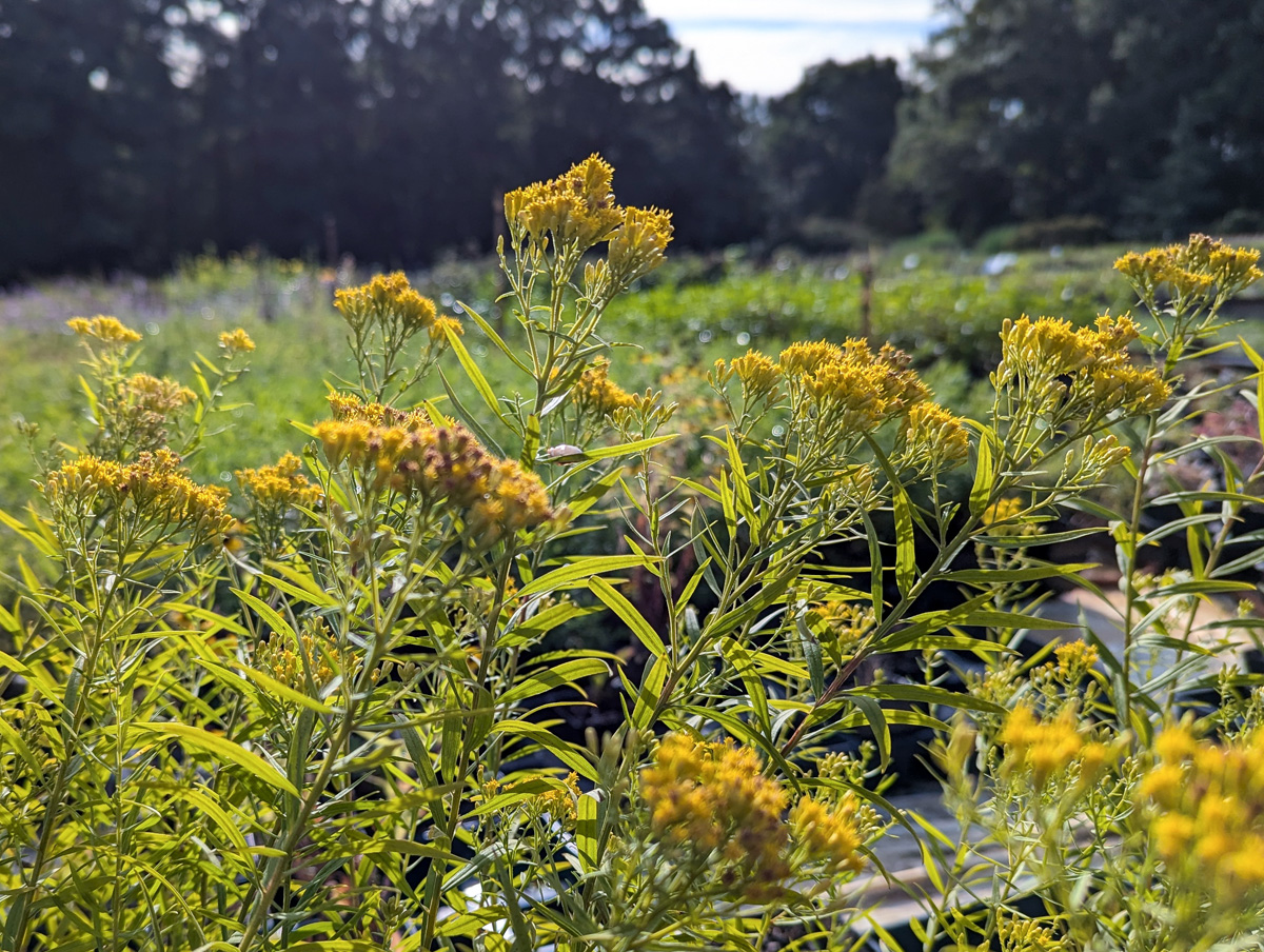 Native Plants for Fall Interest in the Southeast - Fine Gardening