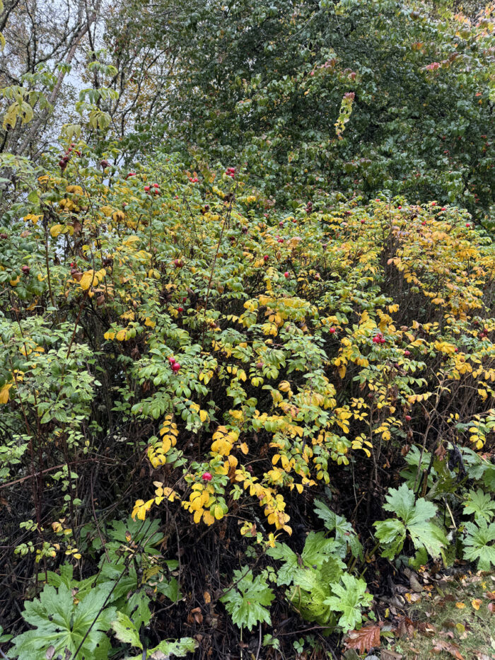Deter Trespassers with These Plants for Home Security - Fine Gardening