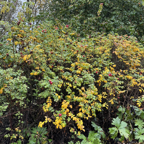 Deter Trespassers with These Plants for Home Security - Fine Gardening