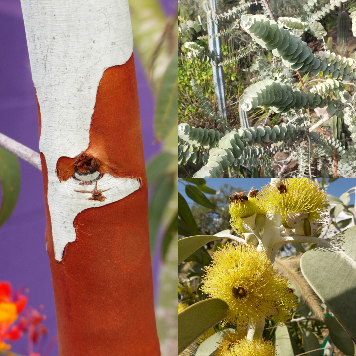 Get to Know the Genus Eucalyptus—Grow the Best Variety for You - Fine Gardening