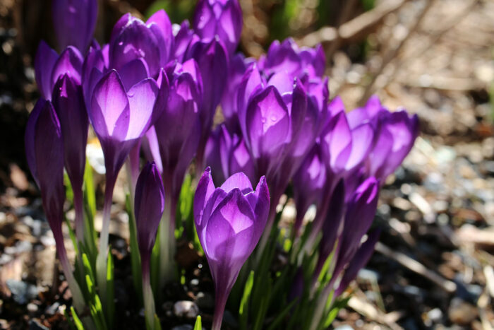 How to Grow Crocuses for a Spectacular Early Spring Display - Fine ...