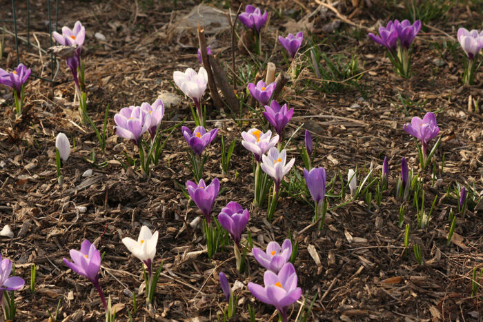 How to Grow Crocuses for a Spectacular Early Spring Display - Fine ...