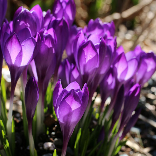 How to Grow Crocuses for a Spectacular Early Spring Display - Fine ...