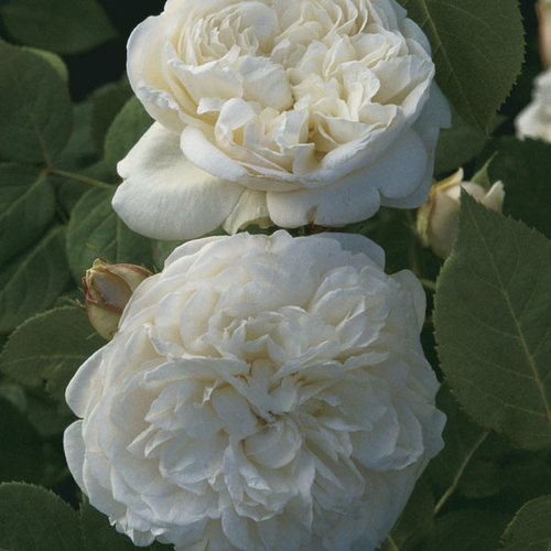 English Roses Anchor an American Shoreline Garden - Fine Gardening