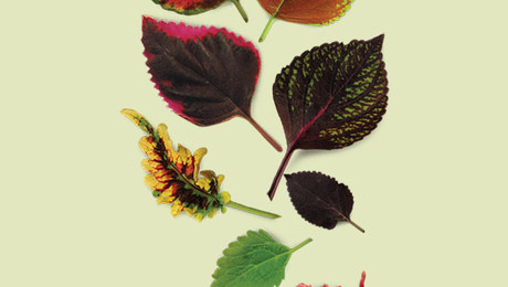 An Ode to Coleus - Fine Gardening