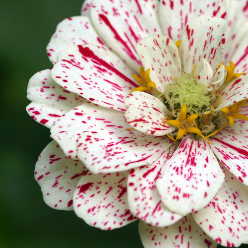 Fine Gardening Wallpaper - Zinnia 'Candy Cane' - Fine Gardening