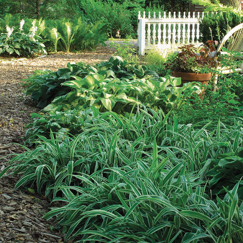 Amazing Sedges for Every Situation - Fine Gardening