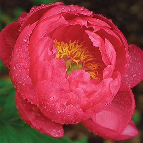Fine Gardening Wallpaper - Paeonia 'Cytherea' - Fine Gardening