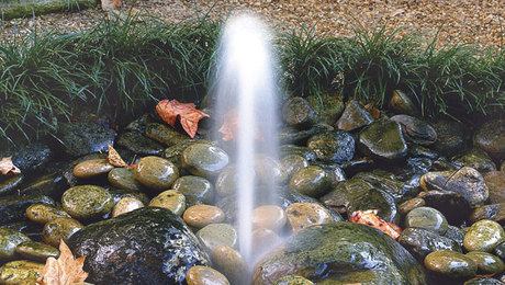 Planning Your First Water Garden - FineGardening