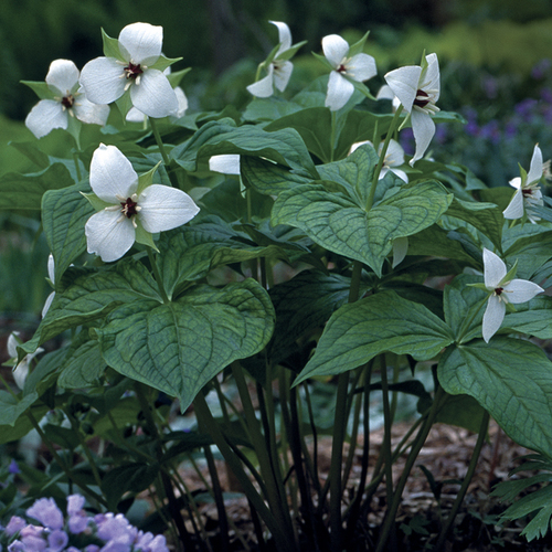 How to Grow Trilliums - FineGardening