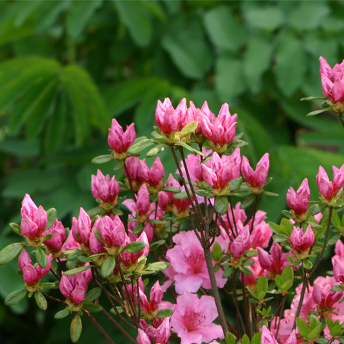 Fine Gardening Wallpaper - Rhododendron 'Pink Discovery' - Fine Gardening