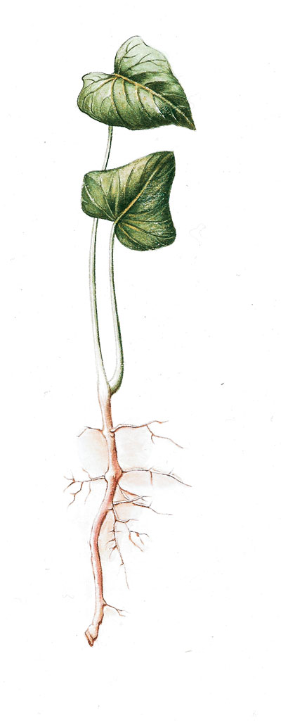 How to Grow Sweet Potatoes - FineGardening