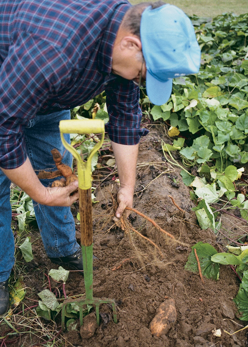 How to Grow Sweet Potatoes - FineGardening