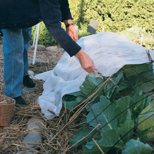 How to Grow Cabbages - FineGardening