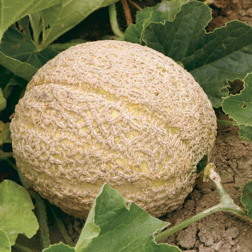 How to Grow Sweet, Tasty Muskmelons - FineGardening