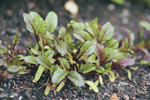 Thin Plants for a Healthy Crop - FineGardening