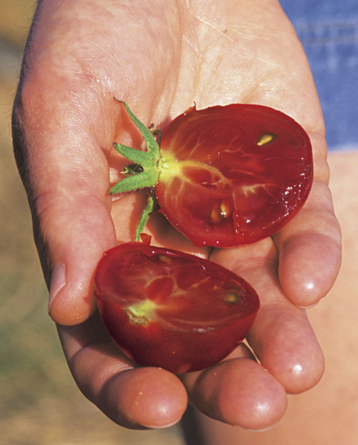Selecting and Growing Great Paste Tomatoes - FineGardening