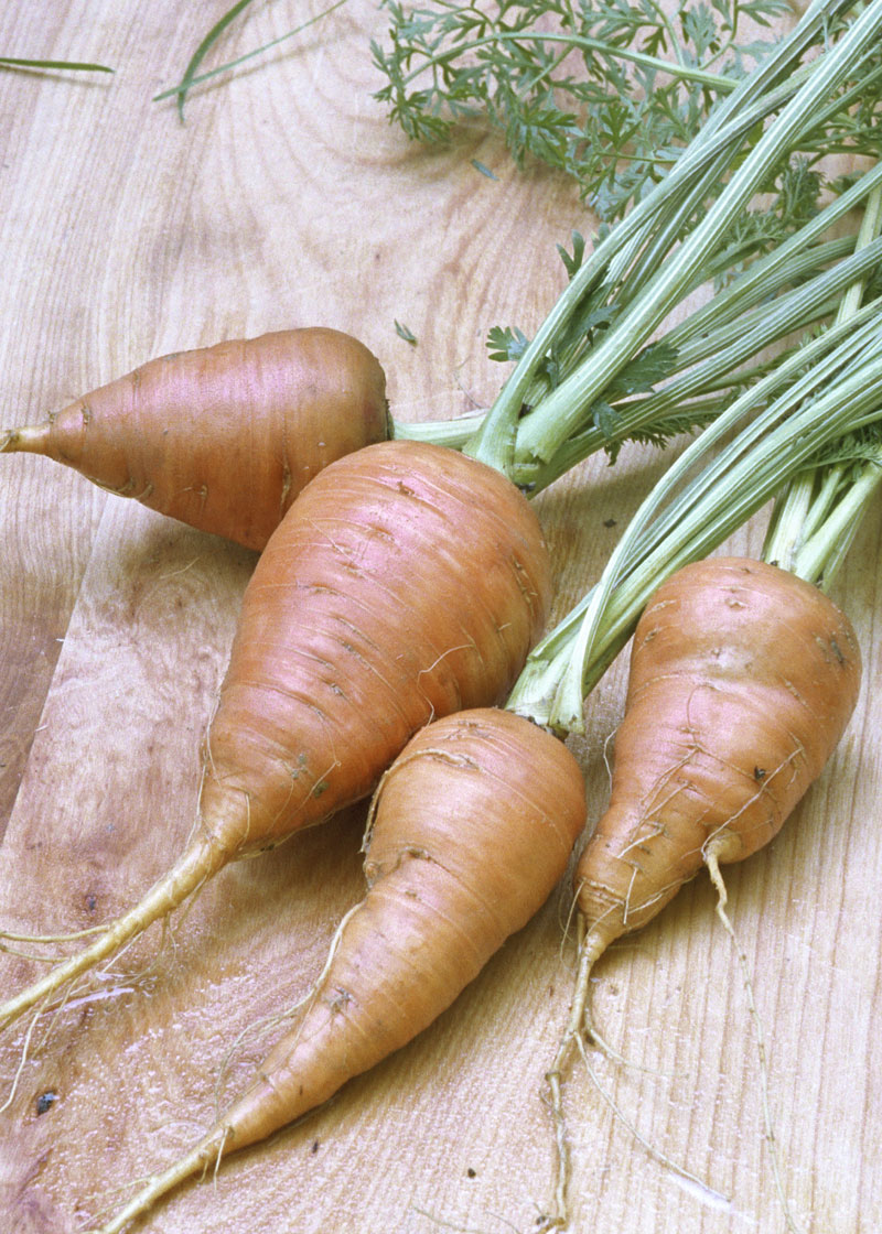 How to Grow Carrots - FineGardening