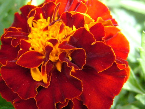 Meet the Magnificent Marigold - FineGardening