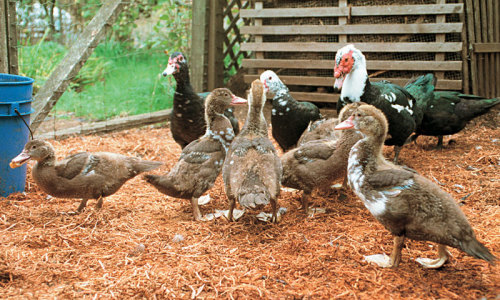 Raising Animals as Gardening Allies - FineGardening