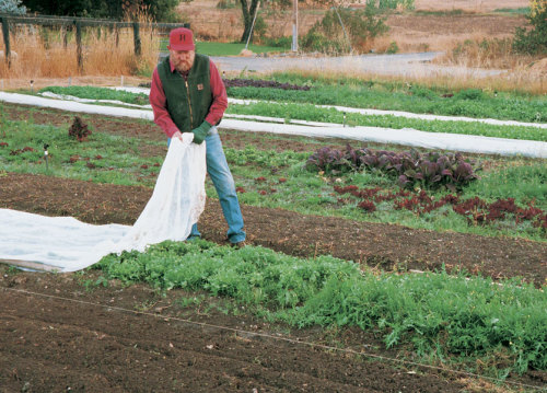 How to Grow Escarole and Endive - FineGardening