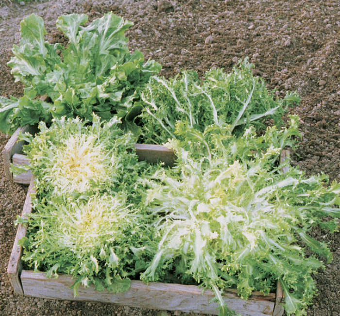 How to Grow Escarole and Endive - FineGardening