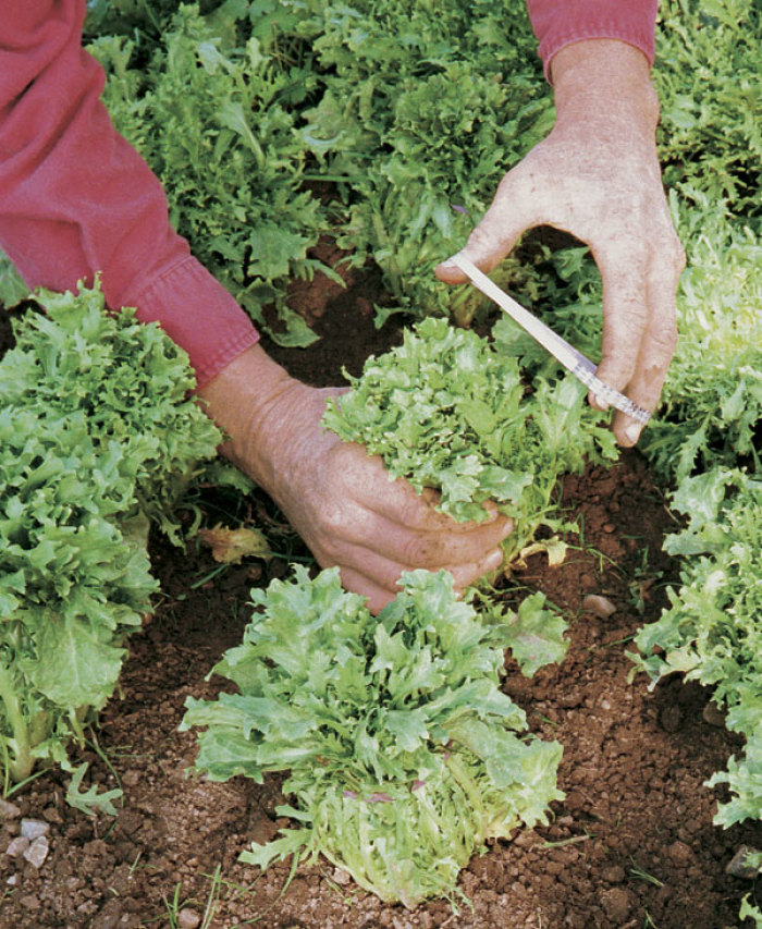 How to Grow Escarole and Endive - FineGardening