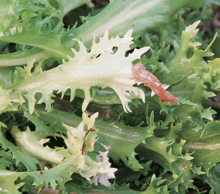 How to Grow Escarole and Endive - FineGardening