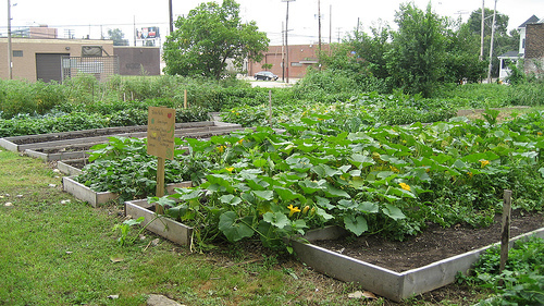 The Benefits of Joining a Community Garden - FineGardening