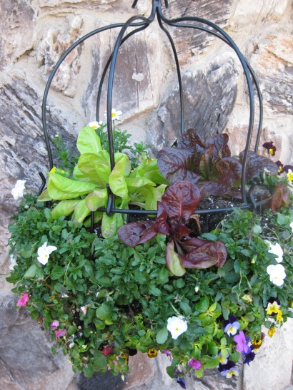 Why My Lettuce is in a Hanging Basket - FineGardening