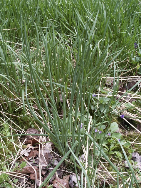 More Harbingers of Spring: Chives - FineGardening