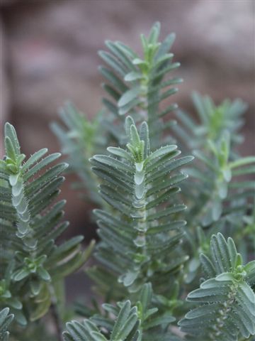 Za'atar, a renowned herb blend, and events inspired by it. - FineGardening