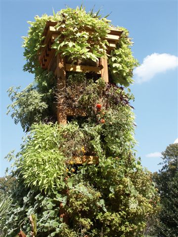 Za'atar, a renowned herb blend, and events inspired by it. - FineGardening