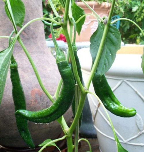 My Holy Quest for Mole - FineGardening