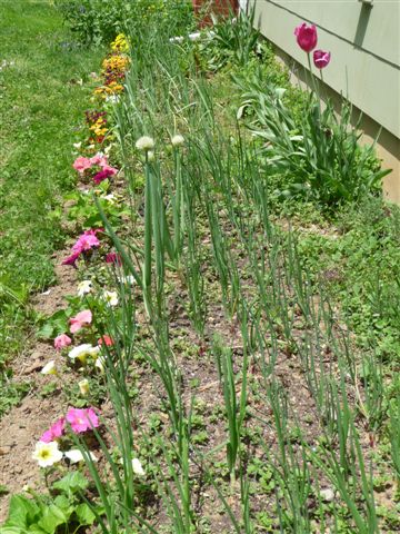 Cultivating the Alliums: From Mild to Wild - FineGardening