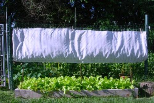 Grow Lettuce All Summer Long - FineGardening