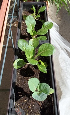 How to Grow Pak Choi in a Container - FineGardening