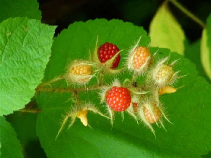 Another Take on Wineberries - FineGardening
