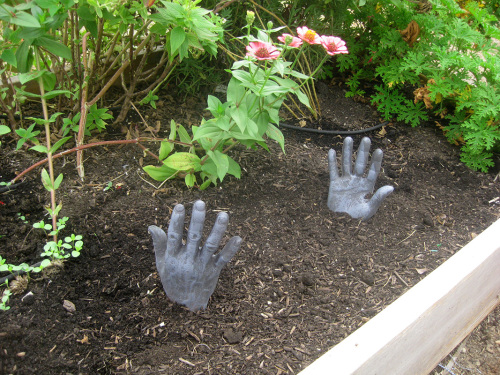 Growing Your Own Zombies - FineGardening