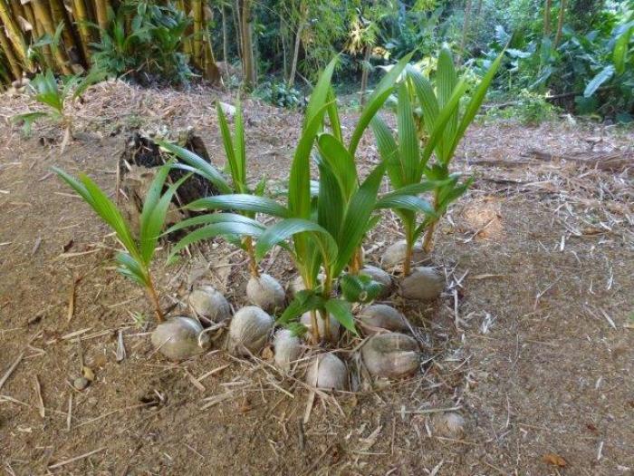 Costa Rica - FineGardening