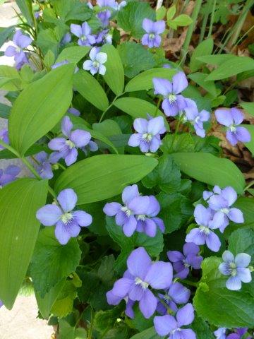 On the Road: Medicinal Herb Field Trip and Workshop in the Arkansas ...