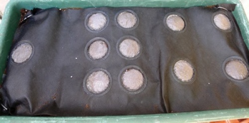 Beginning Gardeners will Love the Seedsheet - FineGardening