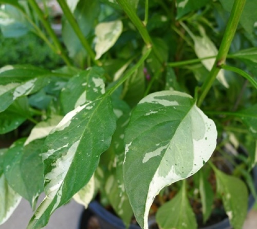 Fish Peppers are Edible and Ornamental - FineGardening