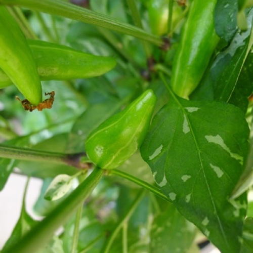 Fish Peppers are Edible and Ornamental - FineGardening