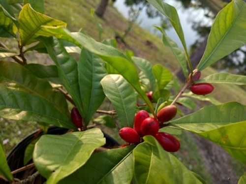 Miracle Fruit Party Fools Taste Buds and Guests - FineGardening