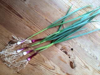 Green Garlic - FineGardening