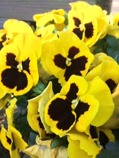 Pansies - FineGardening