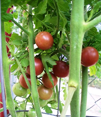 Chocolate Tomatoes are a Sweet Garden Surprise - FineGardening
