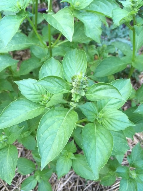 Lemon Basil in the Kitchen - FineGardening