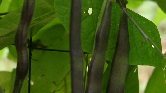 How to Grow Fine, Tender Filet Beans - FineGardening